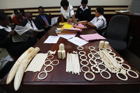Seized Ivory Products Displayed On Table Editorial Stock Photo - Stock ...