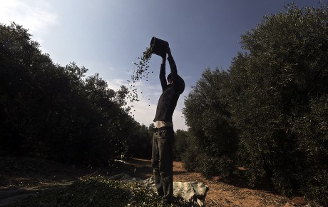 Palestinian Man Empties Bucket Olives Olivegrove Editorial Stock Photo ...