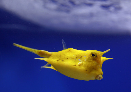 Longhorn Cowfish Swims Two Oceans Aquarium Editorial Stock Photo ...