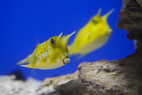 Longhorn Cowfish Swim Two Oceans Aquarium Editorial Stock Photo - Stock ...