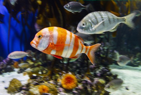 Red Stumpnose Fish Swims Two Oceans - Foto de stock de contenido ...