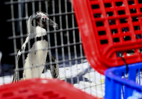 Oiled African Penguin Process Being Rehabilitated Editorial Stock Photo ...