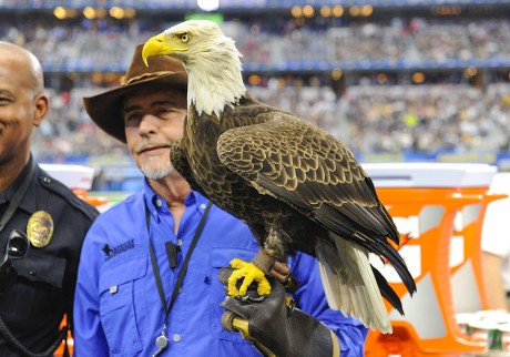 Challenger Bald Eagle Flew Across Stadium Editorial Stock Photo - Stock ...