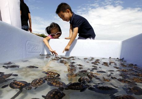 Thai Children Look Sea Turtle Babys Editorial Stock Photo - Stock Image ...