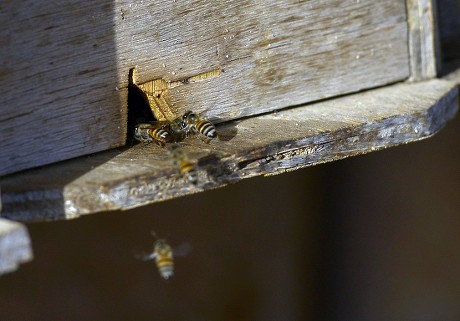 Bees Seen Hives Entrance Farm On Editorial Stock Photo - Stock Image ...