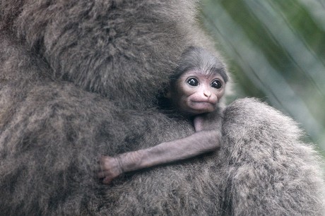 Two Week Old Baby Owa Jawa Editorial Stock Photo - Stock Image ...