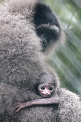 Two Week Old Baby Owa Jawa Editorial Stock Photo - Stock Image ...