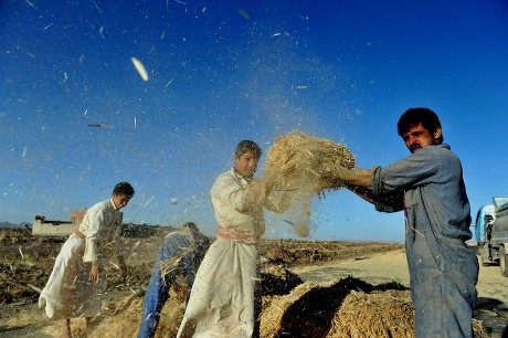 Yemeni Farmers Winnow Wheat Wind Separate Editorial Stock Photo - Stock ...
