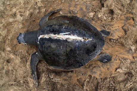 Carcass Turtle Shell Believed Have Been Editorial Stock Photo - Stock ...