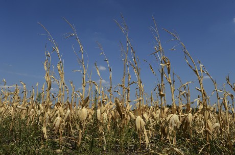 Dry Dead Corn That Never Grew Editorial Stock Photo - Stock Image ...