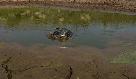 Dead Bird Lays Dried Pond Contaminated Editorial Stock Photo - Stock ...