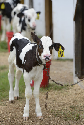 Newborn Calves Seen Dixie Ridge Dairy Editorial Stock Photo - Stock ...