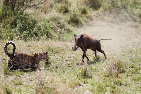 Battle Between Warthog Leopard Shows Leopard Editorial Stock Photo ...