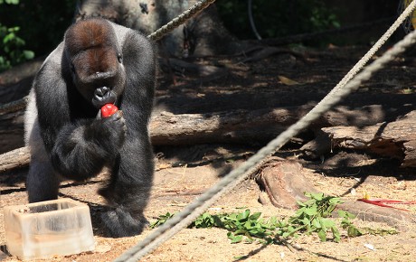 Alpha Male Gorilla Kibal Enjoys Icy Editorial Stock Photo - Stock Image ...