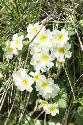 Primrose Native Plant Britain County Flower Editorial Stock Photo ...