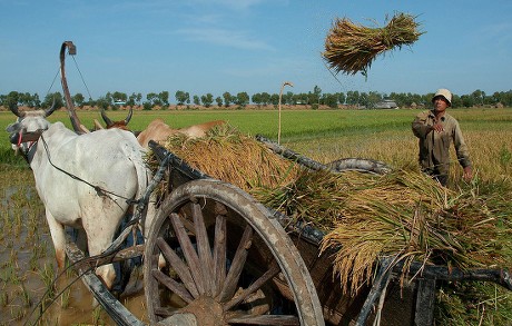 Cambodian Man Throws Batch Rice Onto Editorial Stock Photo - Stock ...
