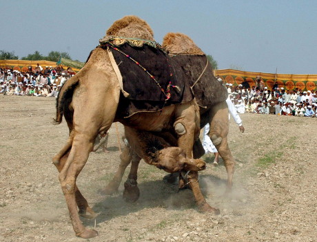 Two Wrestling Camels Try Knock Down Editorial Stock Photo - Stock Image ...
