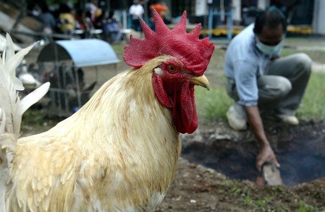 Rooster Seen During Mass Poultry Culling Editorial Stock Photo - Stock ...