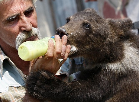 Bear Trainer Mircea Molnar Feeds Rambo Editorial Stock Photo - Stock ...