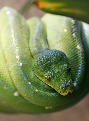 Green Tree Python Morelia Viridis Hangs Editorial Stock Photo - Stock ...