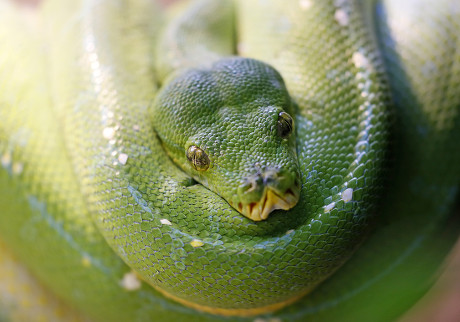 20 Green tree pythons Stock Pictures, Editorial Images and Stock Photos ...