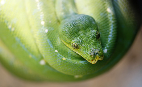 20 Green tree pythons Stock Pictures, Editorial Images and Stock Photos ...