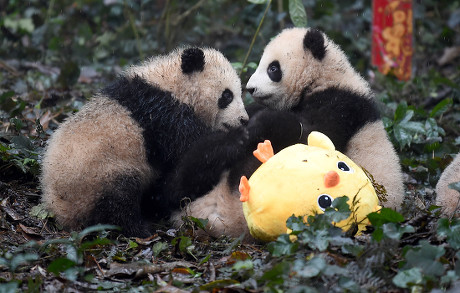 Baby Pandas Play Editorial Stock Photo - Stock Image | Shutterstock