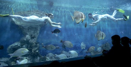 57 Seaworld aquarium Stock Pictures, Editorial Images and Stock Photos ...