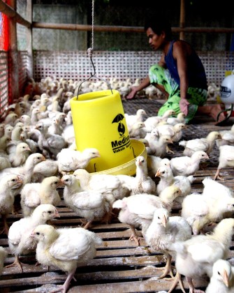 Indonesian Farmer Feeds His Chicks Chicken Editorial Stock Photo ...