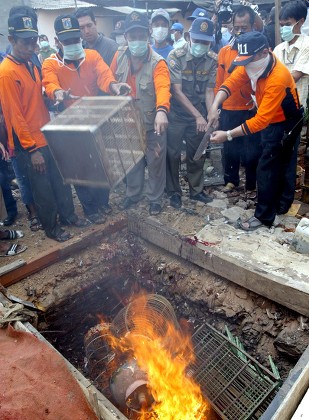 Indonesian Officers Kill Dozens Birds Burn Editorial Stock Photo ...