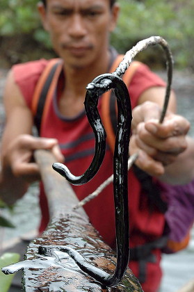 Filipino Holds Water Snake Soaked Oil Editorial Stock Photo - Stock ...