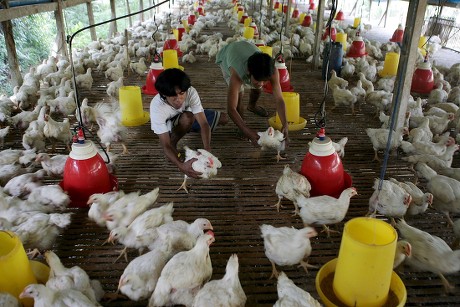 Indonesian Poultry Sellers Try Take Some Editorial Stock Photo - Stock ...