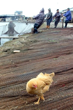 Chicken Pecks Some Fishing Nets Fishermen Editorial Stock Photo - Stock ...