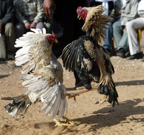 Two Egyptian Fighting Cocks Peck Scratch Editorial Stock Photo - Stock ...