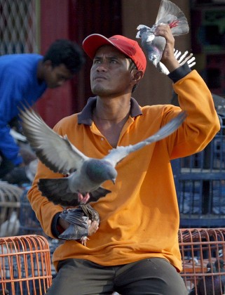 Indonesian Bird Vendor Holds Pigeons During Editorial Stock Photo ...