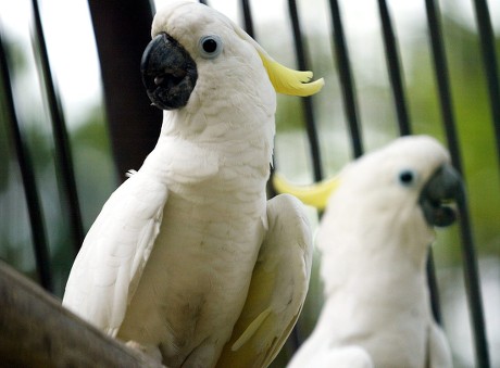 Yellow Crested Cockatoos Cacatua Sulphurea Cage Editorial Stock Photo ...