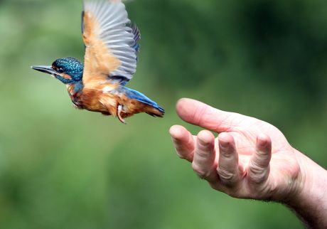 Bird ringing on the River Axe estuary with the British Trust for Ornithology, Axmouth, Devon ...