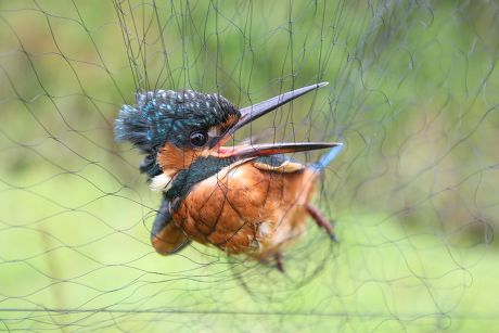 Bird ringing on the River Axe estuary with the British Trust for Ornithology, Axmouth, Devon ...