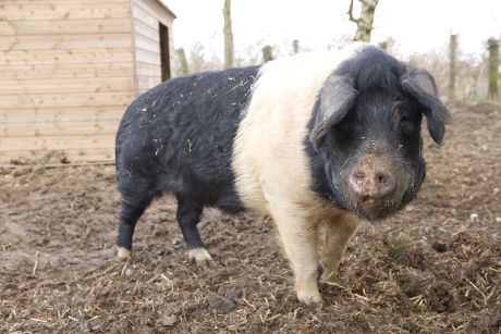 Rare Breed Pigs Norfolk Editorial Stock Photo - Stock Image | Shutterstock