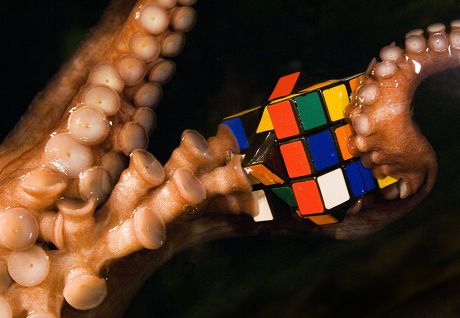 Octopus Rubiks Cube Editorial Stock Photo - Stock Image | Shutterstock
