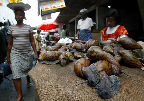 Live Giant Snails Sold Around 1 Editorial Stock Photo - Stock Image ...