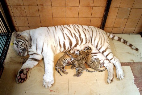 Bengal Tiger Shinta Feeds Her Weekold Editorial Stock Photo - Stock Image | Shutterstock