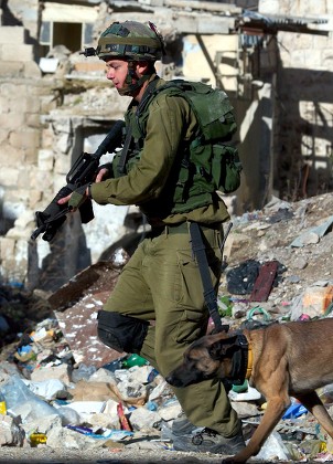 Israeli Infantry Soldier Using Sniffer Dog Editorial Stock Photo ...