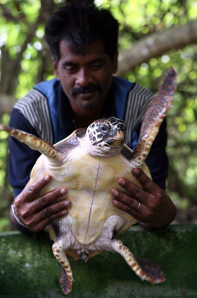 Volunteer Holds Sea Turtle Turtle Conservation Editorial Stock Photo ...
