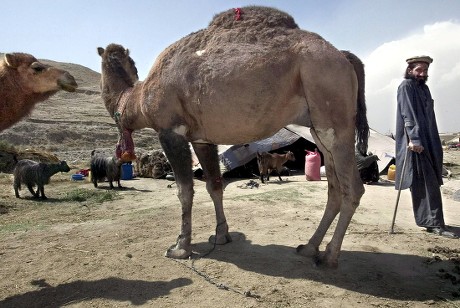 Kuchi Man His Animals Outskirts Kabul Editorial Stock Photo - Stock ...