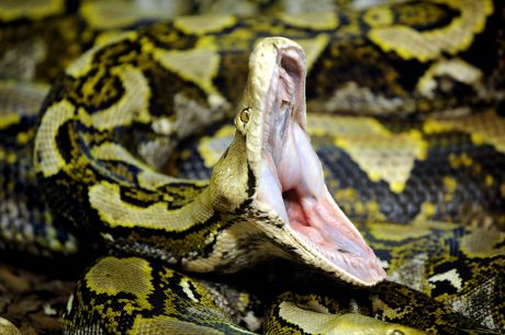 Reticulated Python Python Reticulatus Editorial Stock Photo - Stock ...