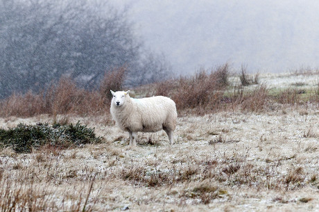 Sheep Seen Snow Starts Fall On Editorial Stock Photo - Stock Image ...