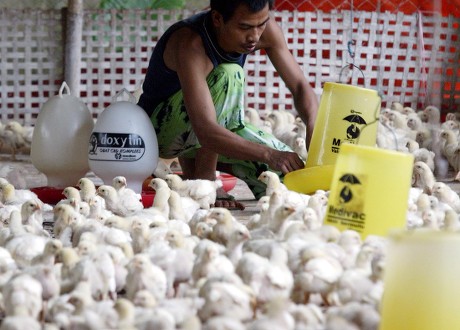 Indonesian Farmer Feeds His Chicks Chicken Editorial Stock Photo ...