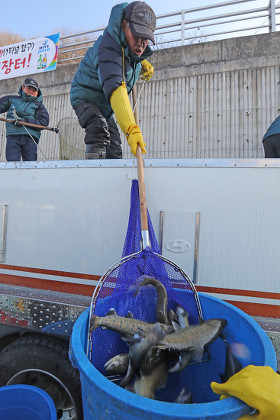 Workers Transport Sancheoneo Type Mountain Trout Editorial Stock Photo ...