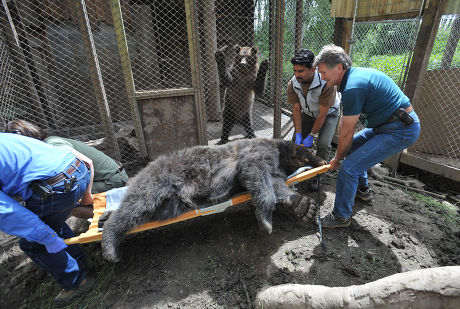 Team Members Carry Tranquilized Grizzly Bear Editorial Stock Photo ...